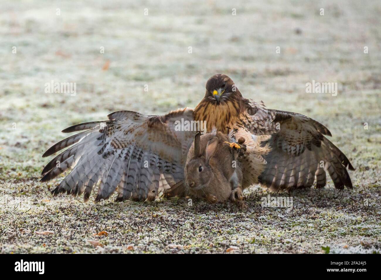 red-tailed hawk (Buteo jamaicensis), catches a rabbit, falconry ...