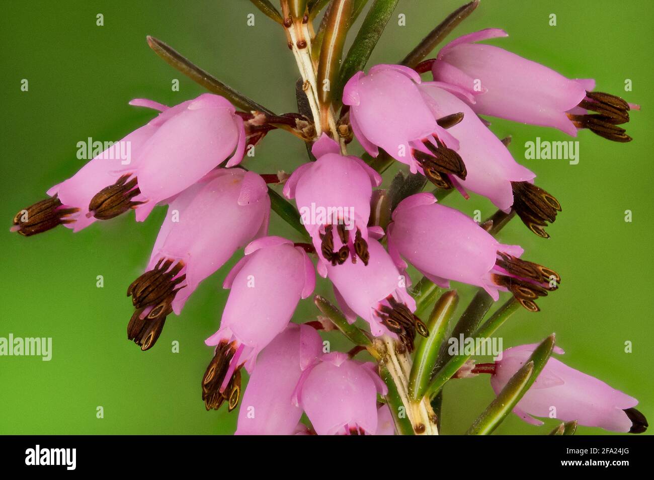 spring heath (Erica herbacea, Erica carnea), flowers, Germany, Bavaria ...