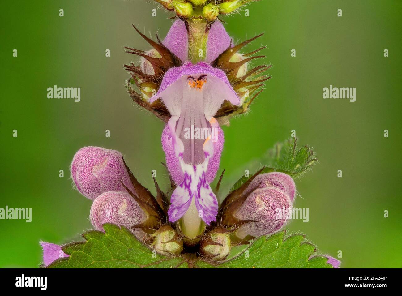 spotted dead-nettle, spotted deadnettle (Lamium maculatum), flower and ...