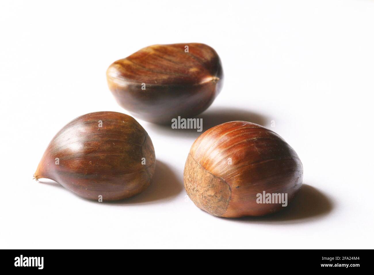Spanish chestnut, sweet chestnut (Castanea sativa), three seeds, cut ...