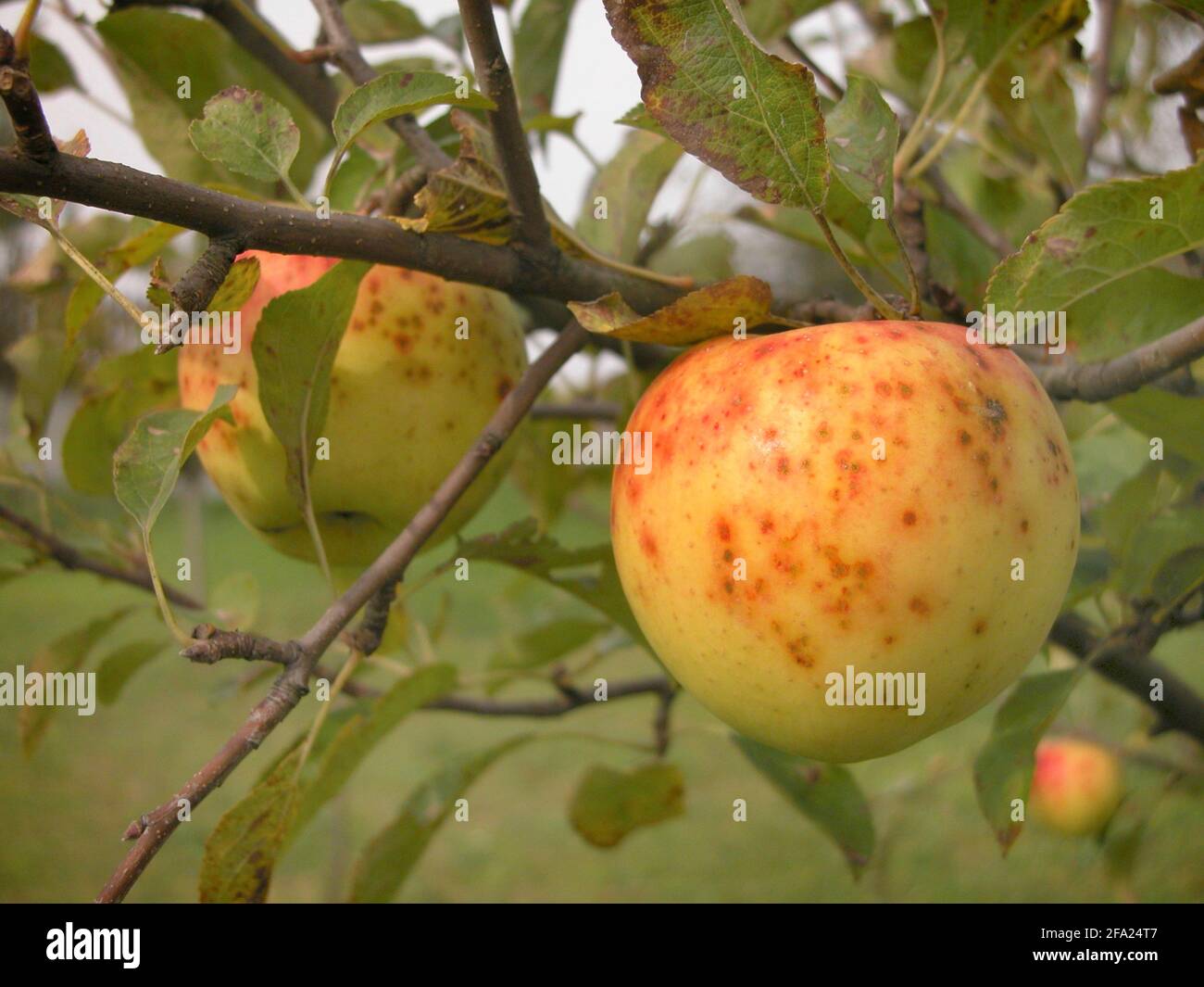 Old apple tree hi-res stock photography and images - Alamy