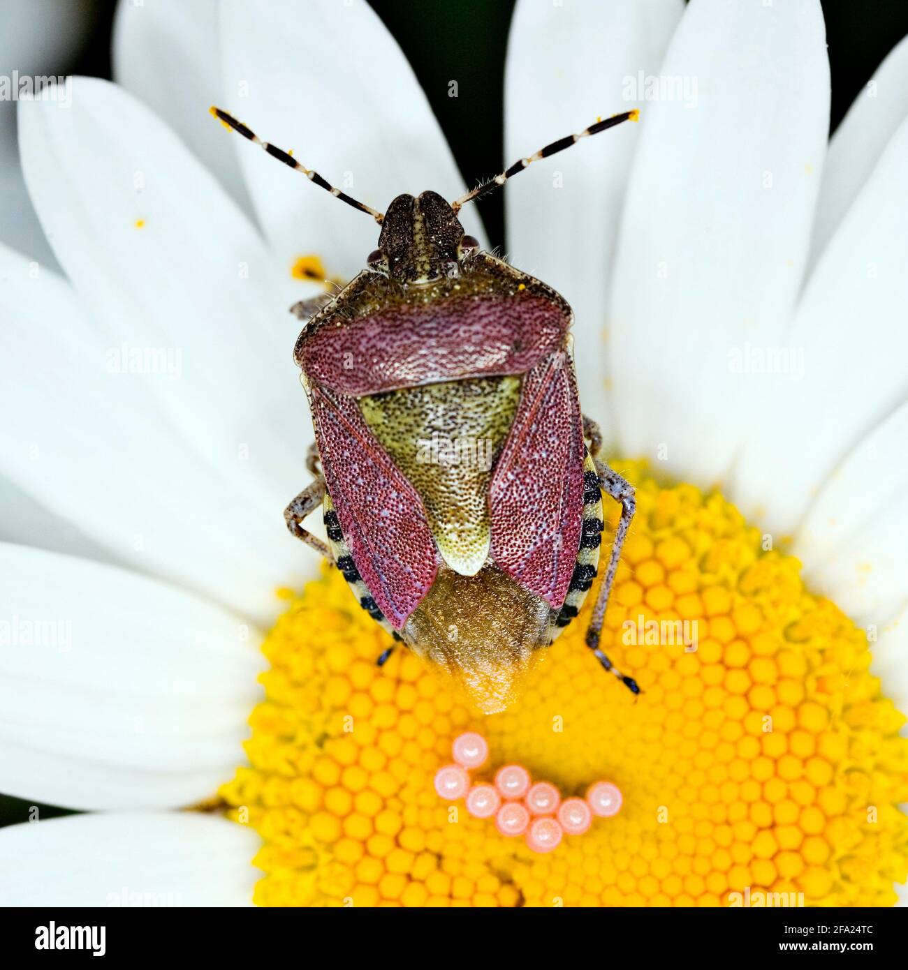 sloe bug, sloebug (Dolycoris baccarum), egg deposition on a flower ...