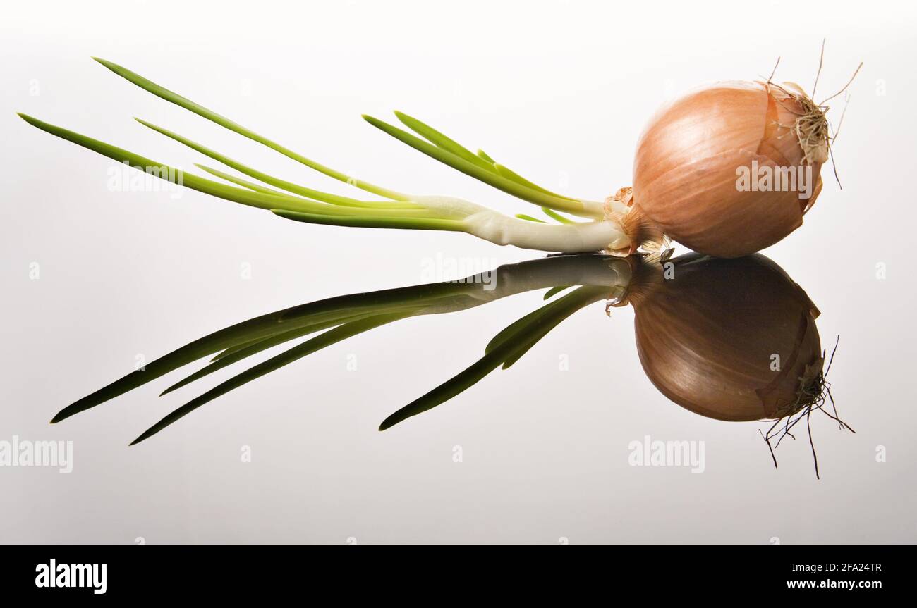 Garden onion, Bulb Onion, Common Onion (Allium cepa), sprouting onion ...
