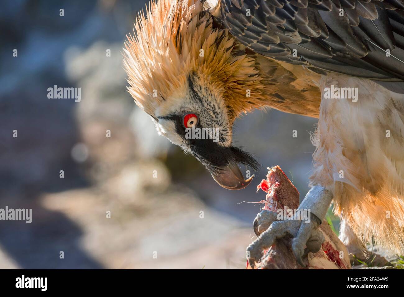 Bearded vulture bone hi-res stock photography and images - Alamy
