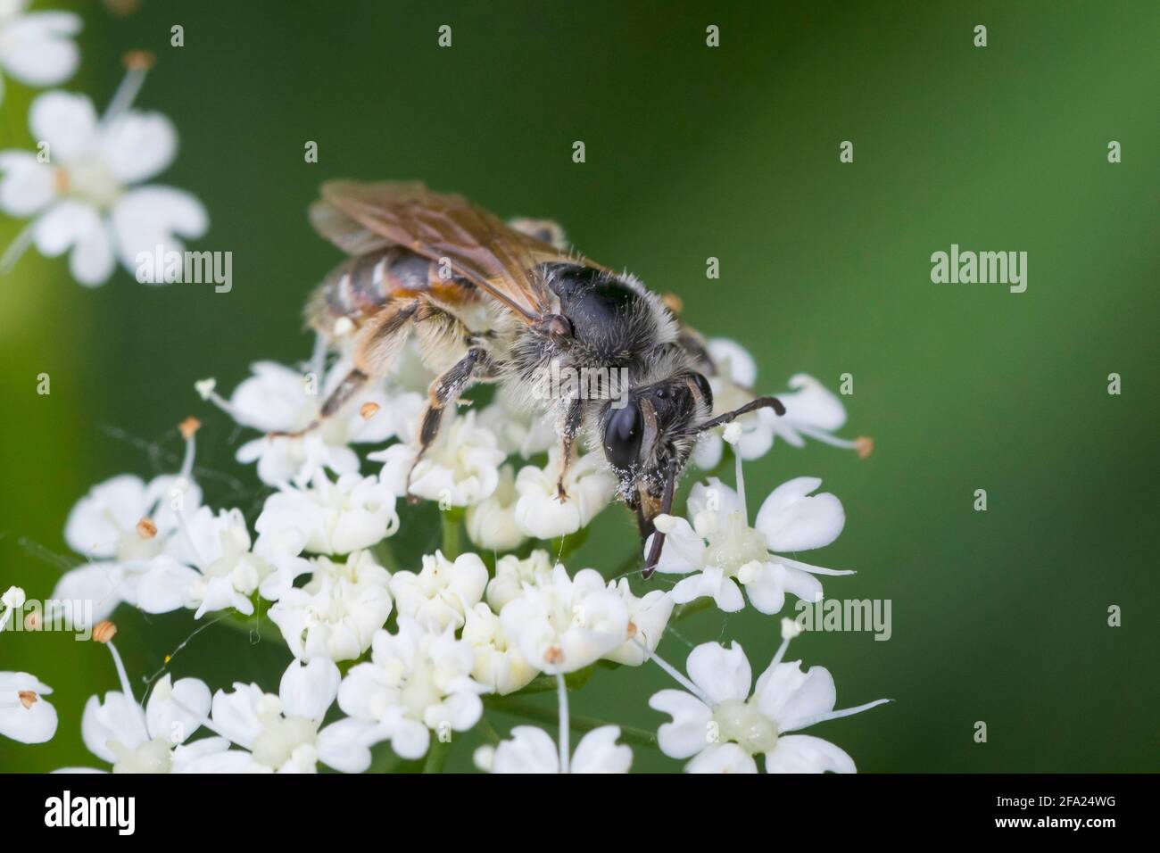 Ground elder insect hi-res stock photography and images - Alamy