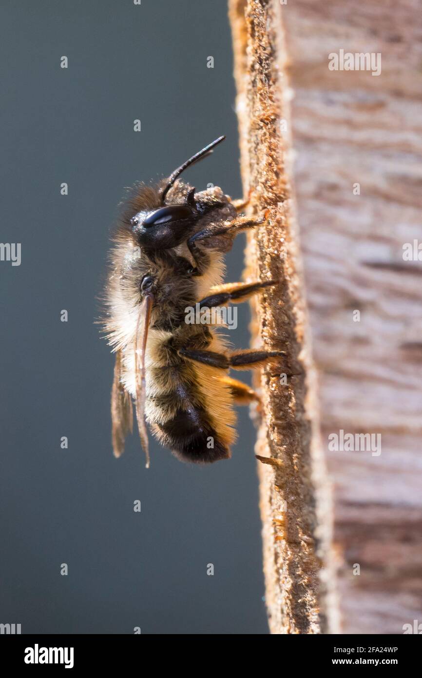 red mason bee (Osmia rufa, Osmia bicornis), female sealing the nest ...