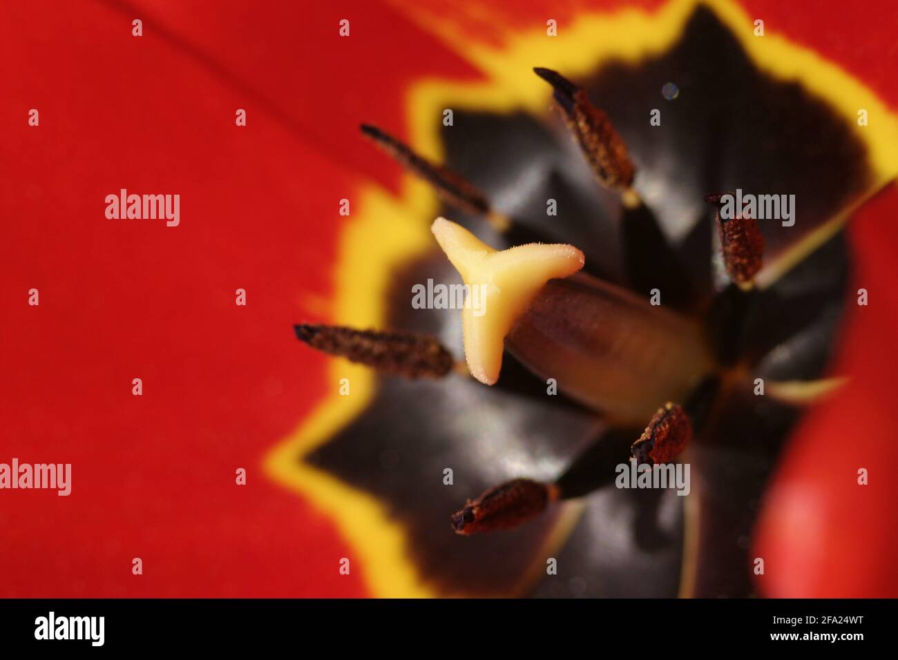 Ovary stamens tulip flower hi-res stock photography and images - Alamy