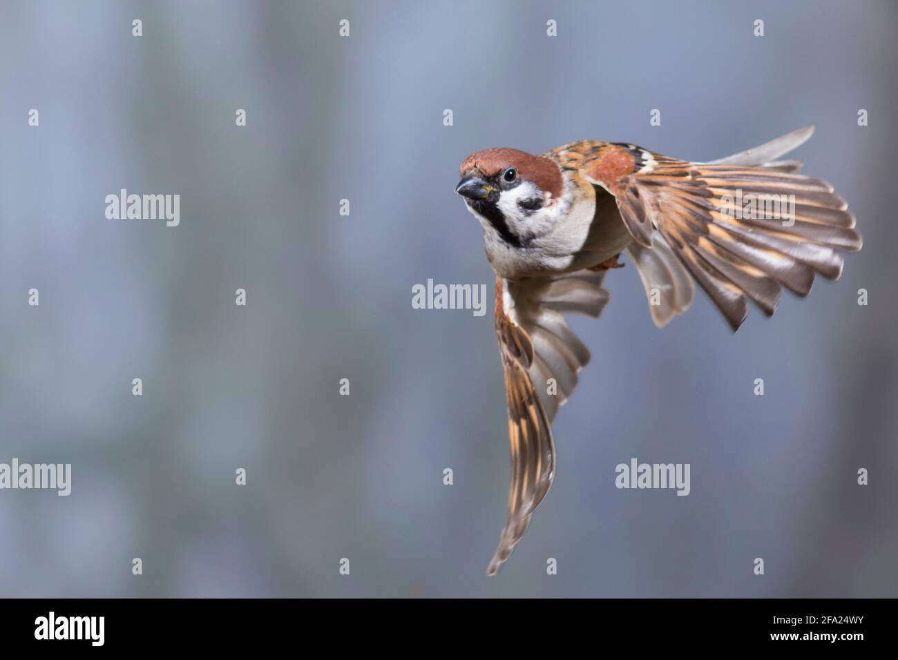 Eurasian tree sparrow (Passer montanus), in flight, Germany Stock Photo ...