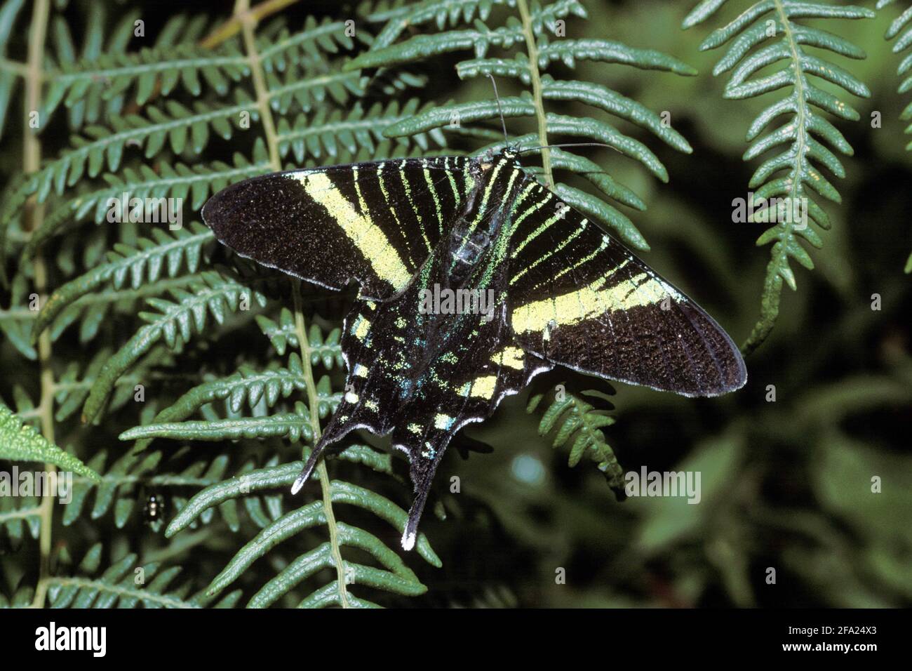 Urania butterfly (Urania spec.), sitting on a leaf, view from above ...