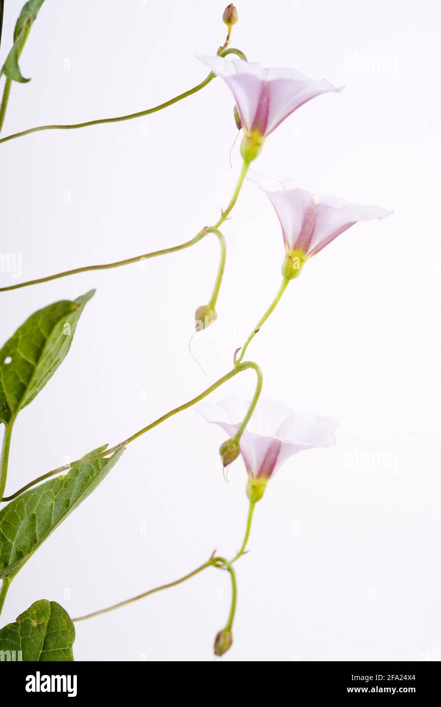 field bindweed, field morning-glory, small bindweed (Convolvulus ...