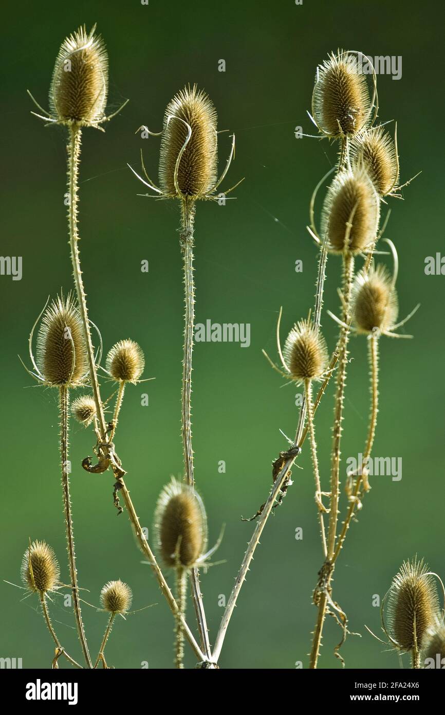 Wild teasel, Fuller's teasel, Common teasel, Common teazle (Dipsacus ...
