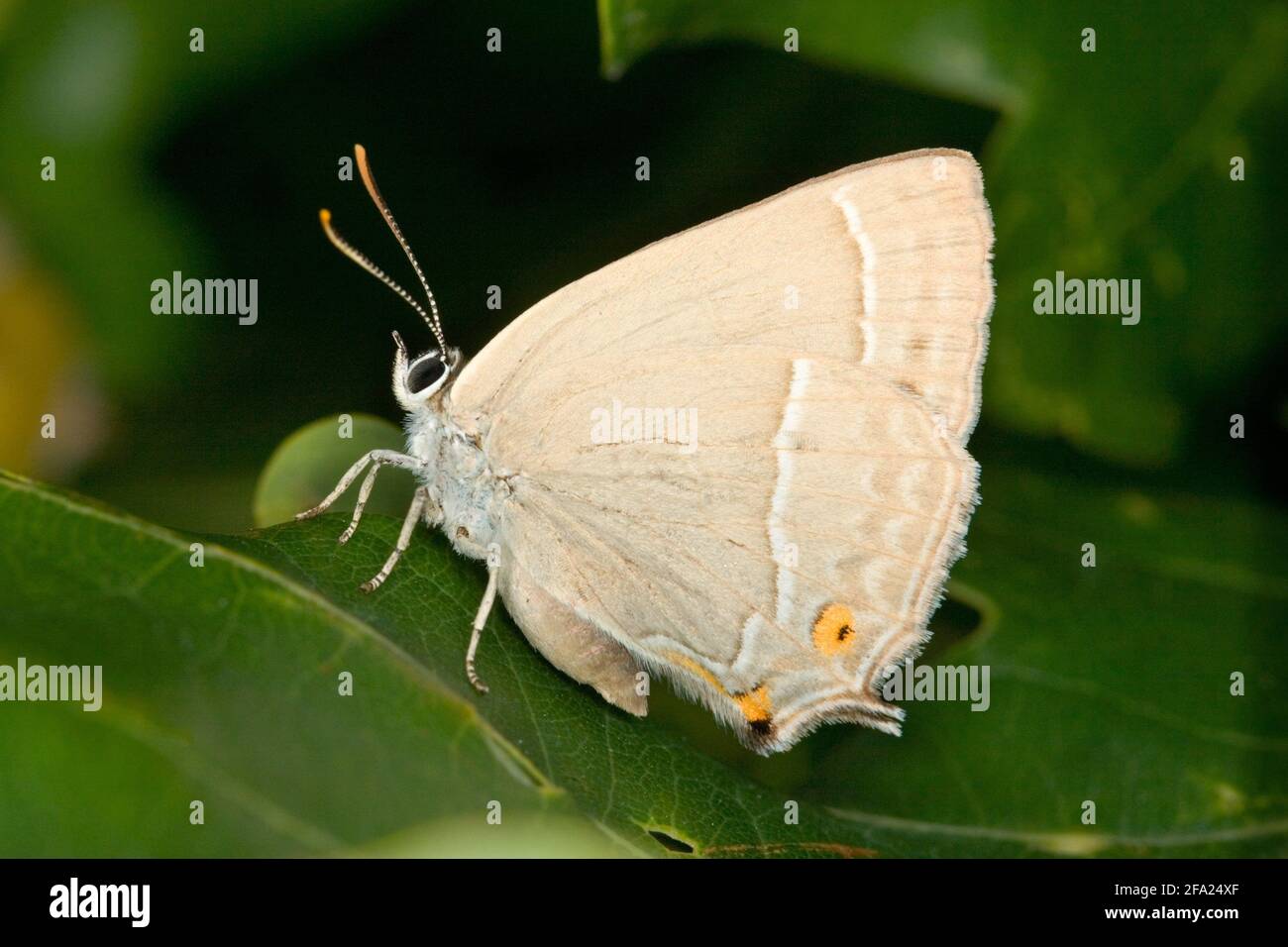 Purple Hairstreak (Favonius quercus, Neozephyrus quercus, Quercusia ...