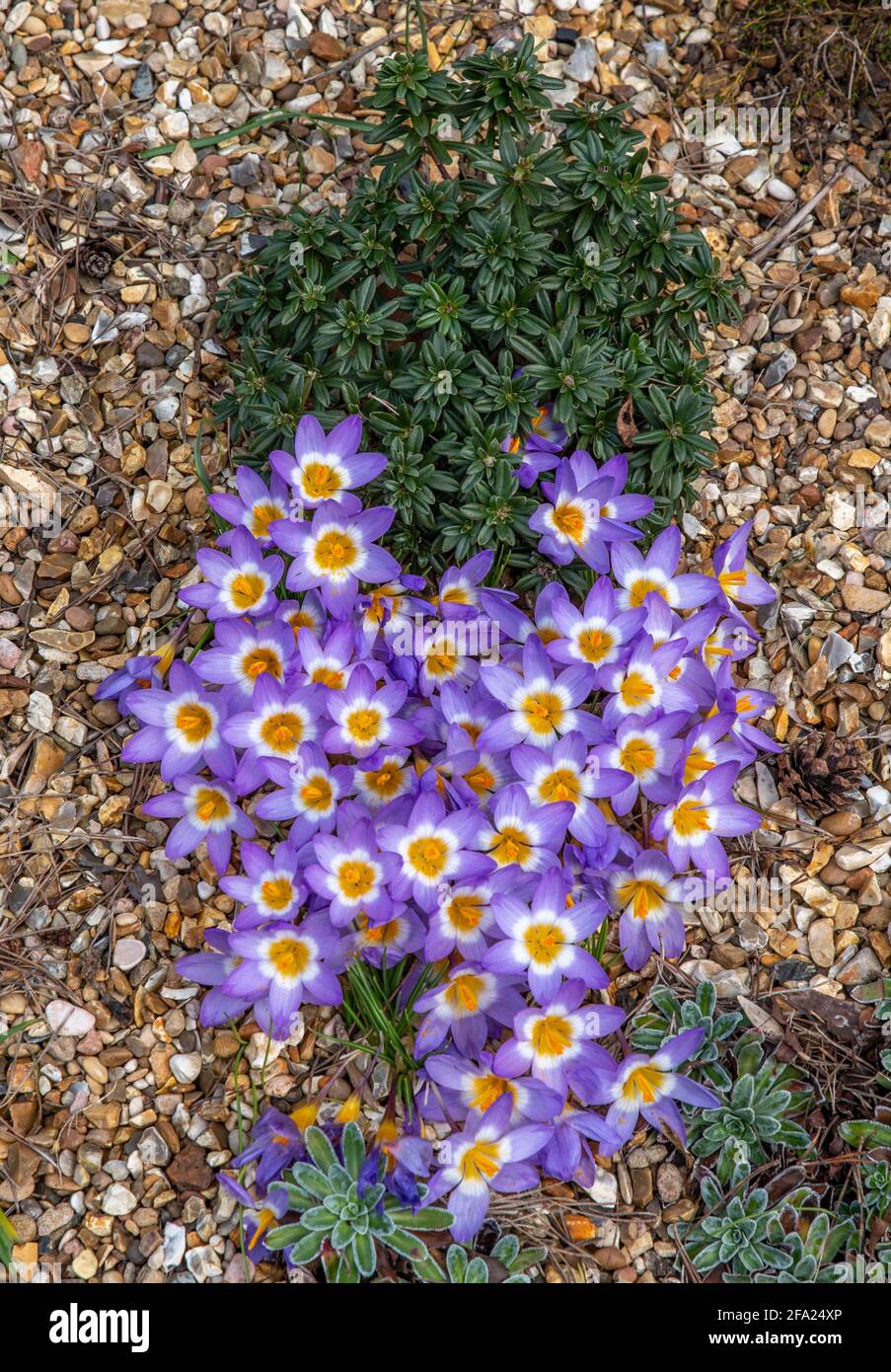 Flowering purple Crosus on a gravel background with other green plants ...