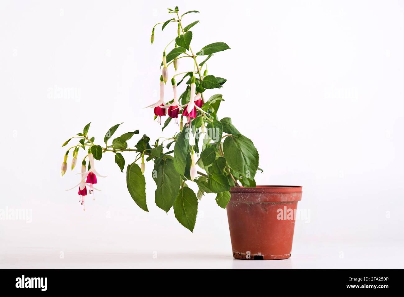 Fuchsia plant pot hi-res stock photography and images - Alamy