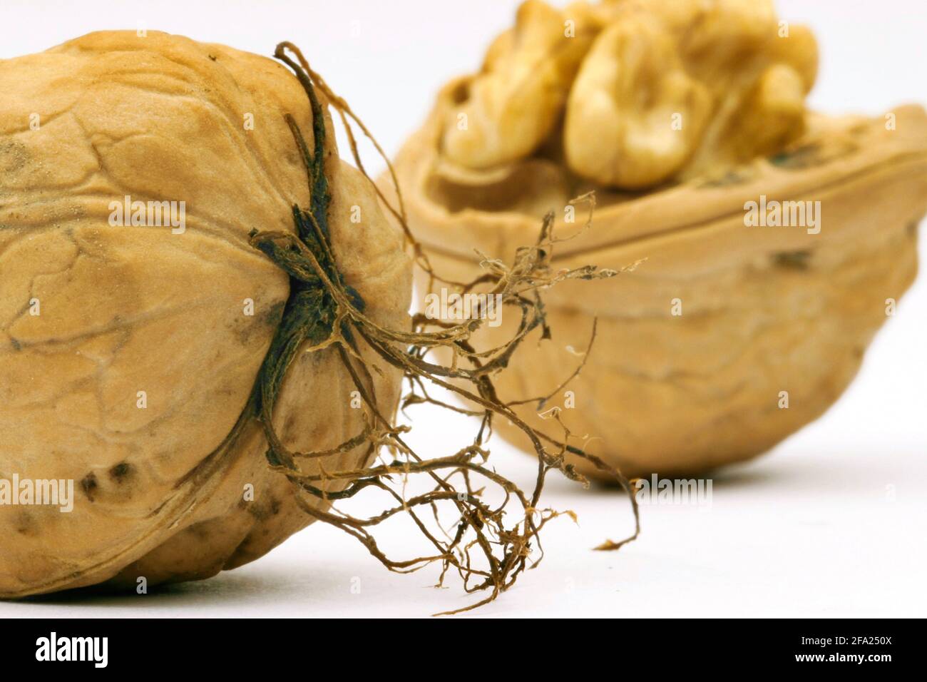walnut (Juglans regia), germinated walnut, opened walnut in the ...