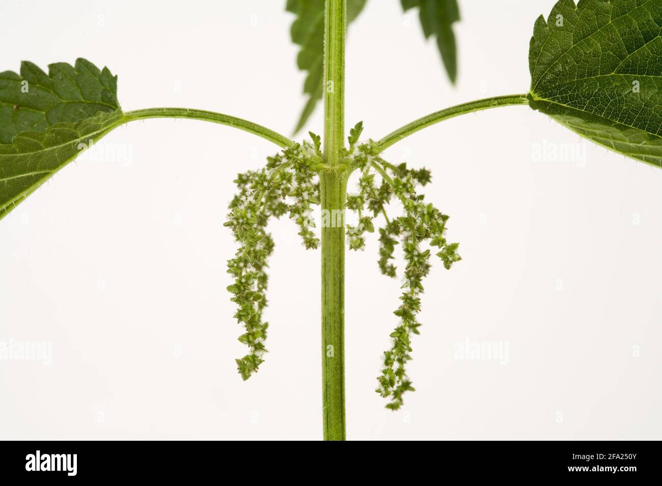 stinging nettle (Urtica dioica), female flowers, cutout Stock Photo - Alamy