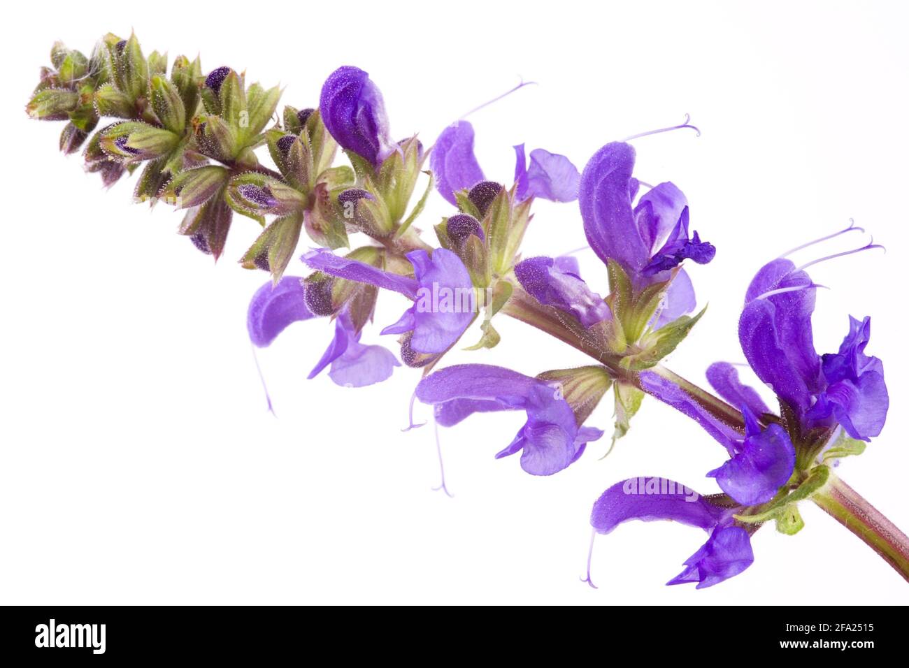 Salvia pratensis Cut Out Stock Images & Pictures - Alamy