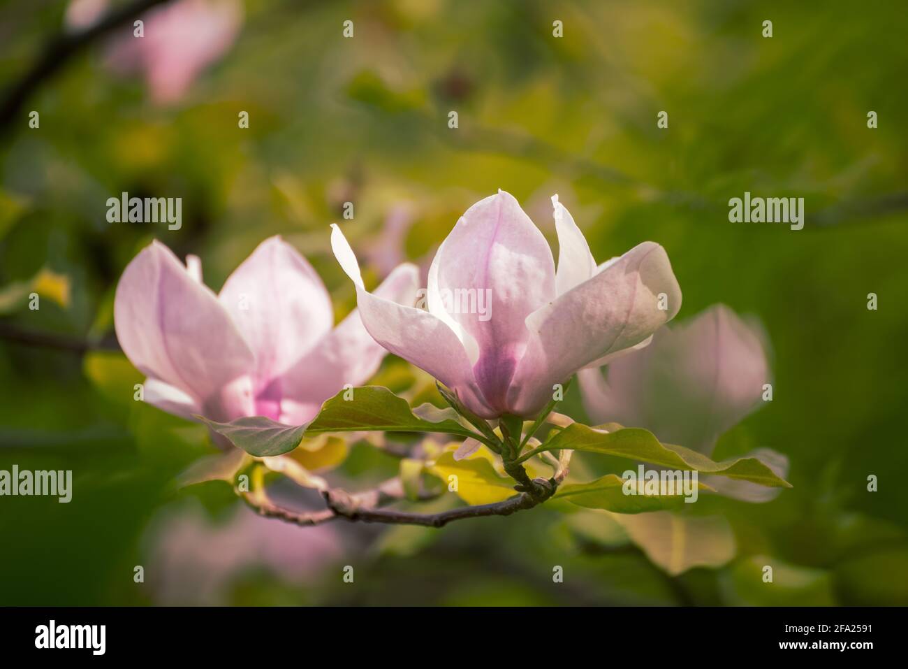 Magnolia spring flowers Stock Photo - Alamy