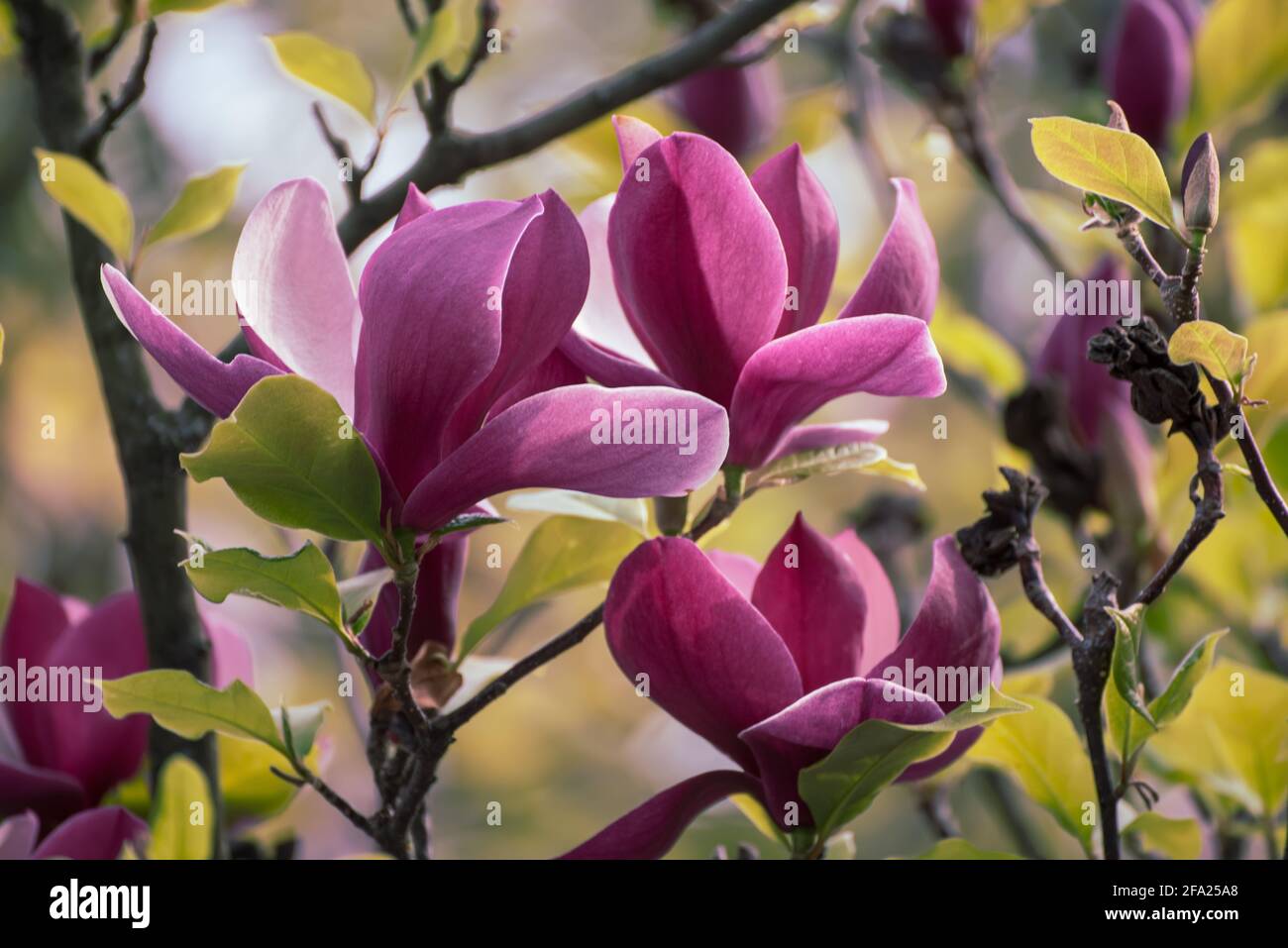 Magnolia spring flowers Stock Photo - Alamy