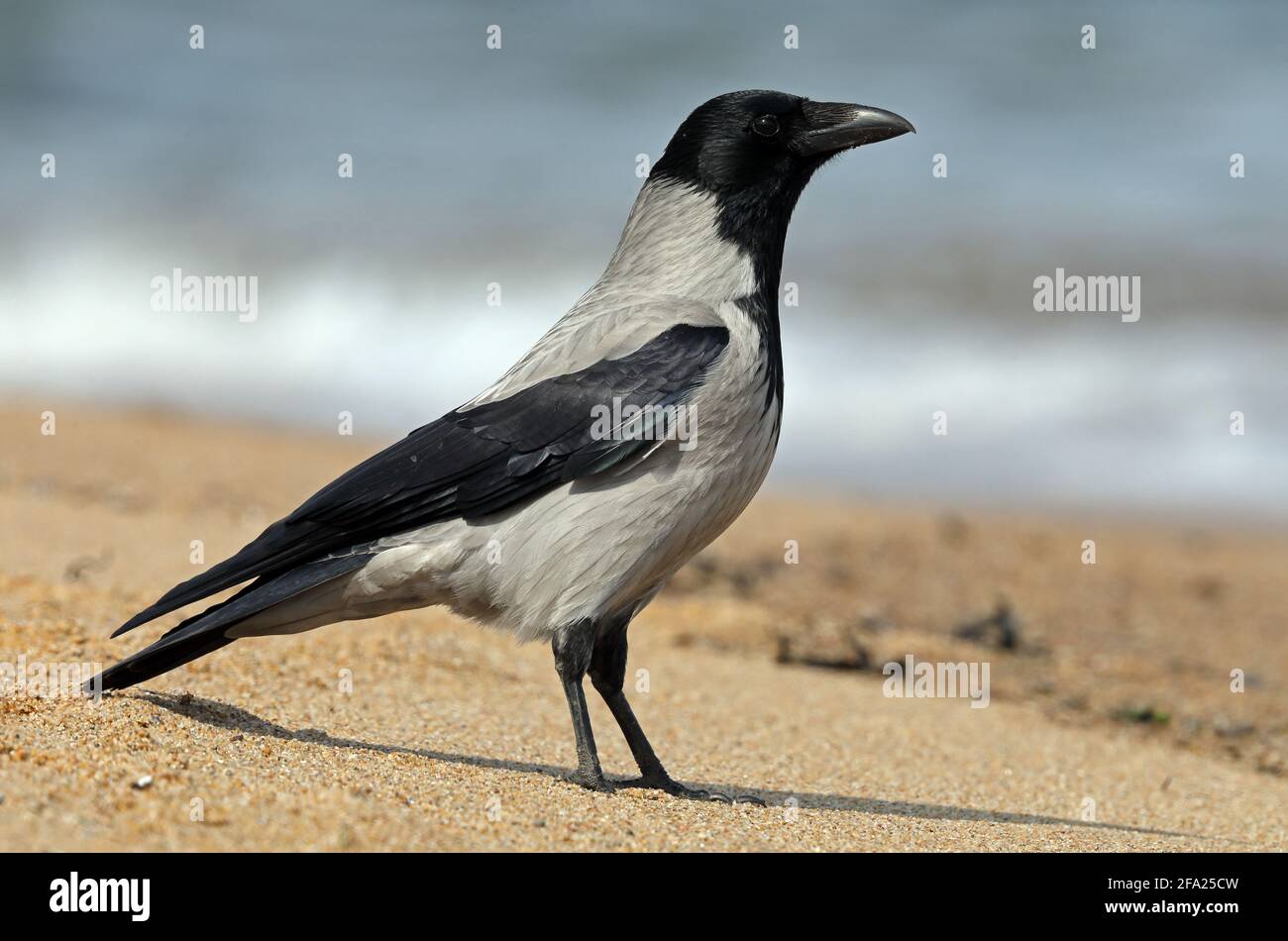Hooded crow on sandy beach Stock Photo - Alamy