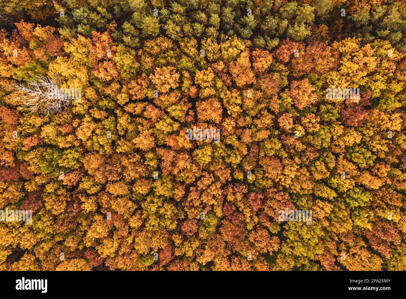 Autumn forest from above Stock Photo - Alamy