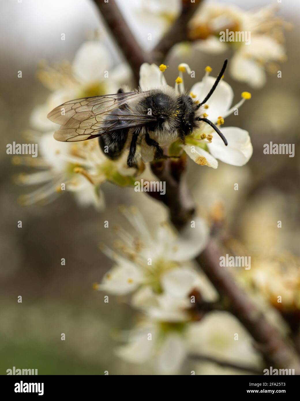 Ashy Mining Bee (Andrena cineraria) on a blooming tree branch Stock ...