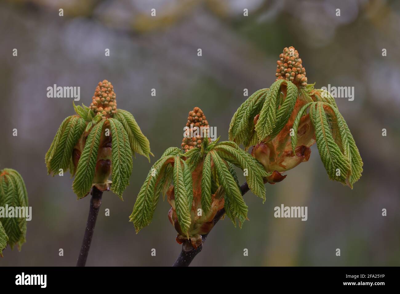 Close up of the flower buds of a chestnut tree, Aesculus hippocastanum ...