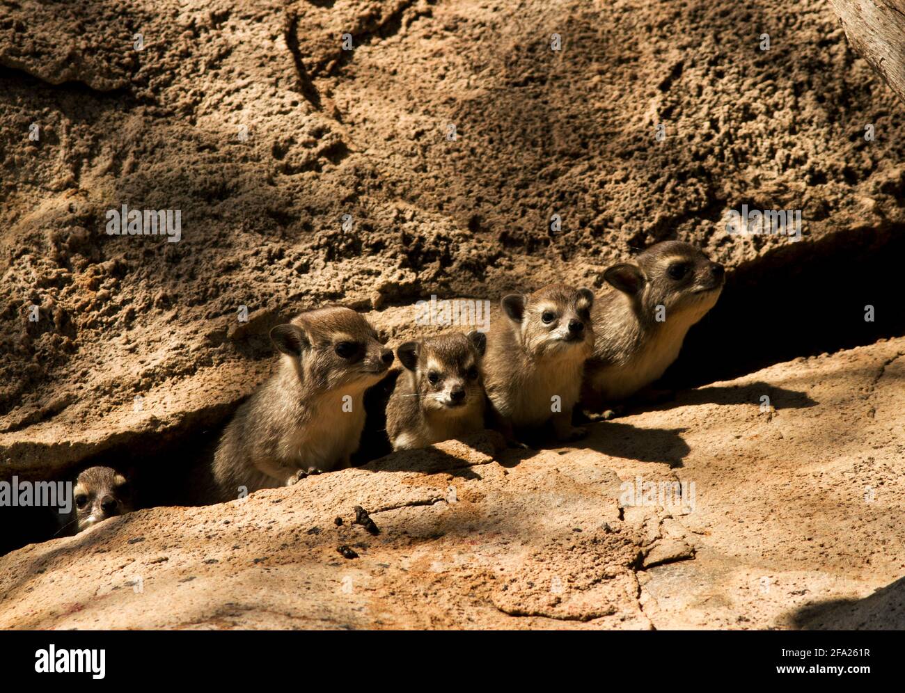 Hydrocoidea hi-res stock photography and images - Alamy