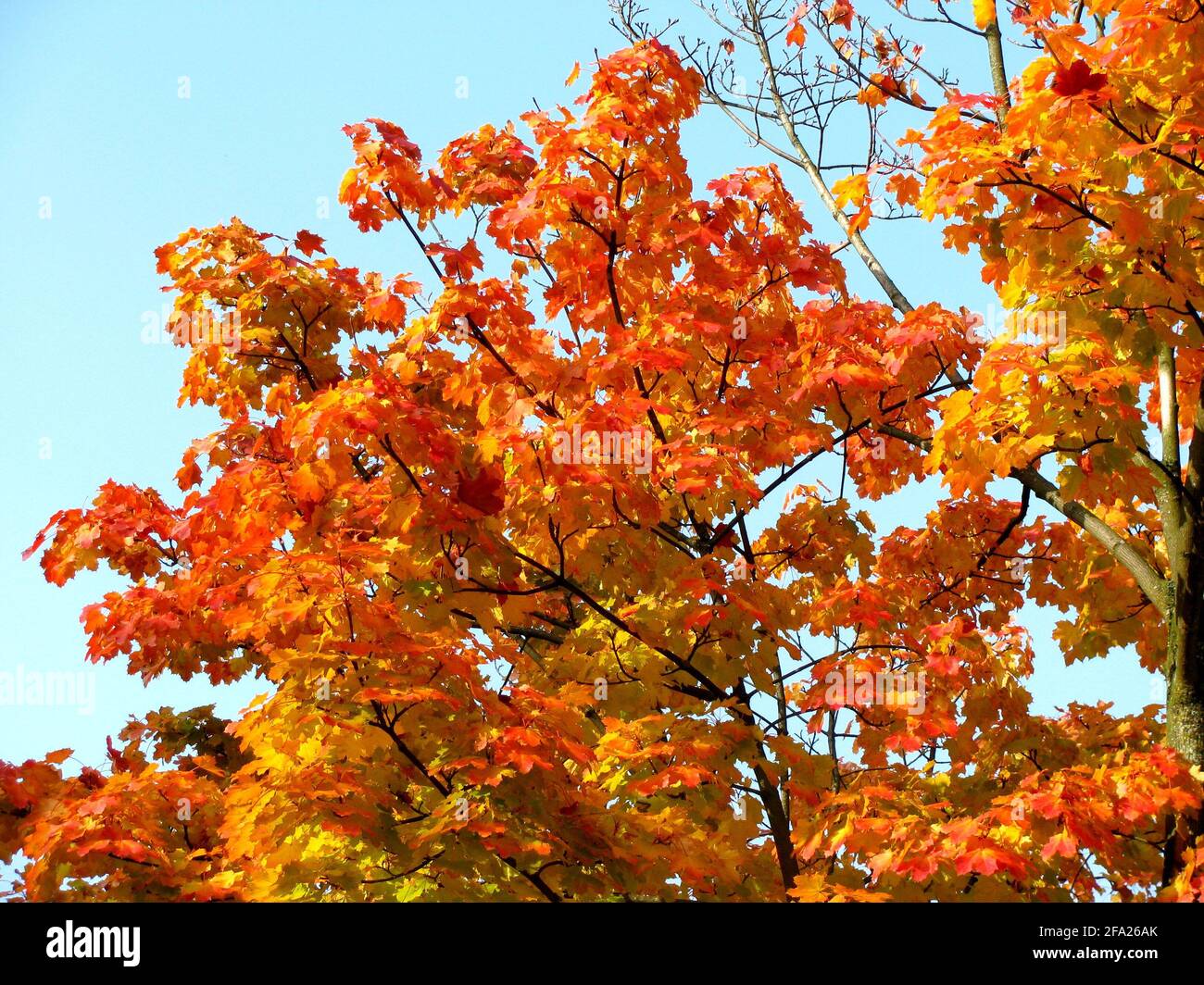 Colorful foliage plant hi-res stock photography and images - Alamy