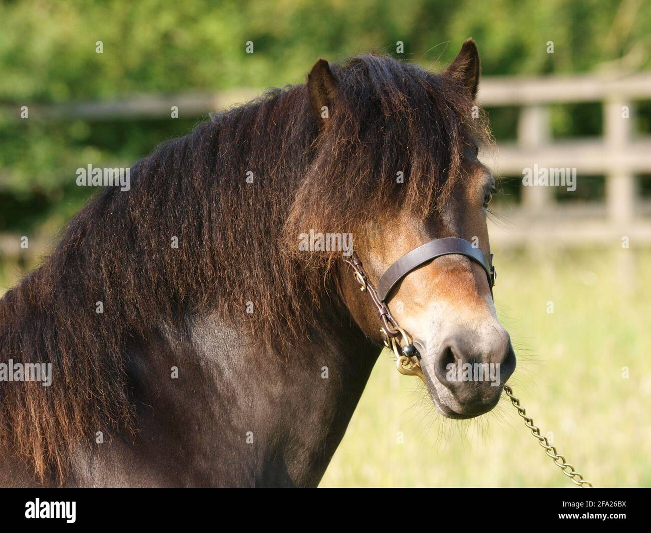 Stallion conformation hi-res stock photography and images - Alamy