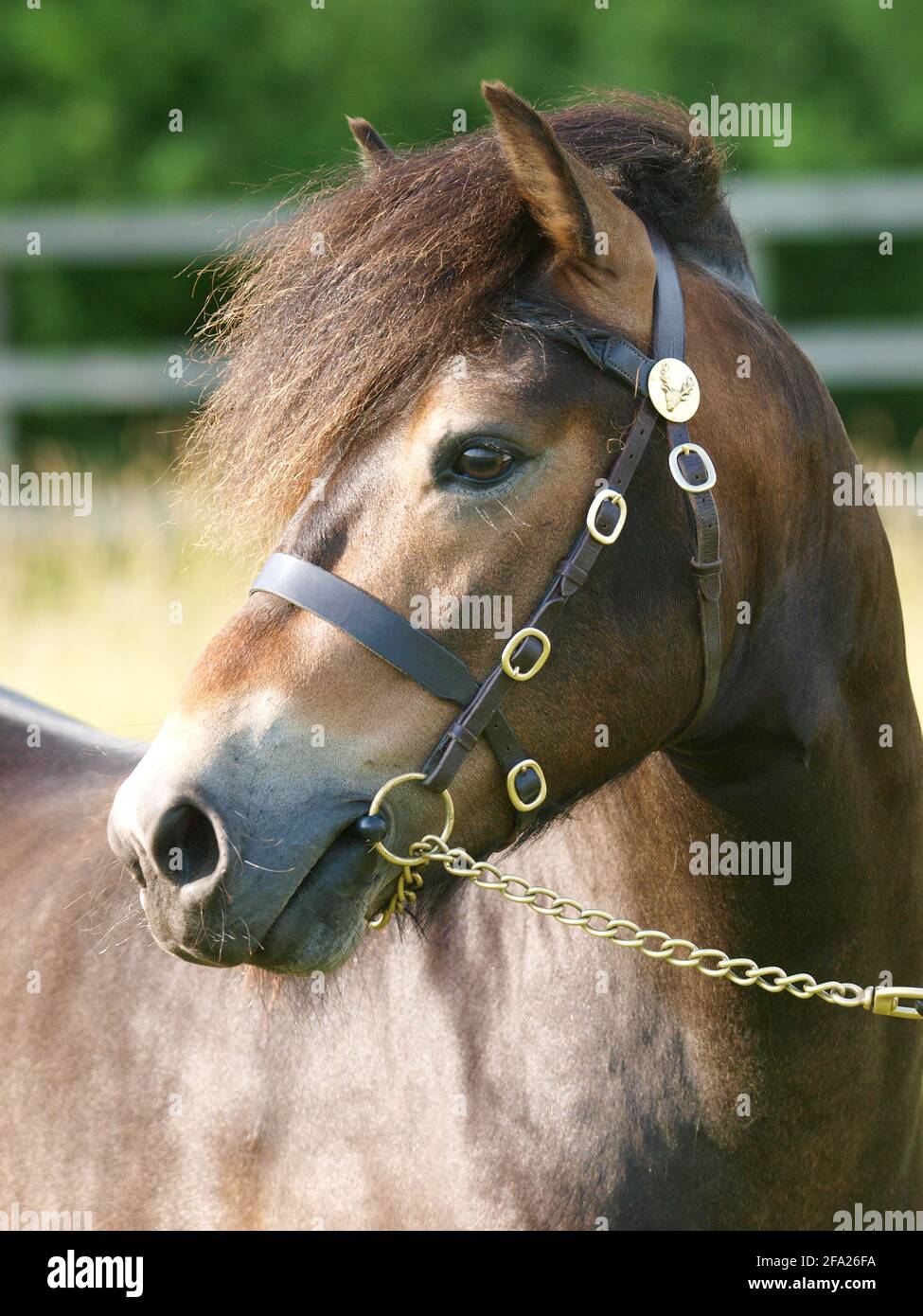 Stallion conformation hi-res stock photography and images - Alamy