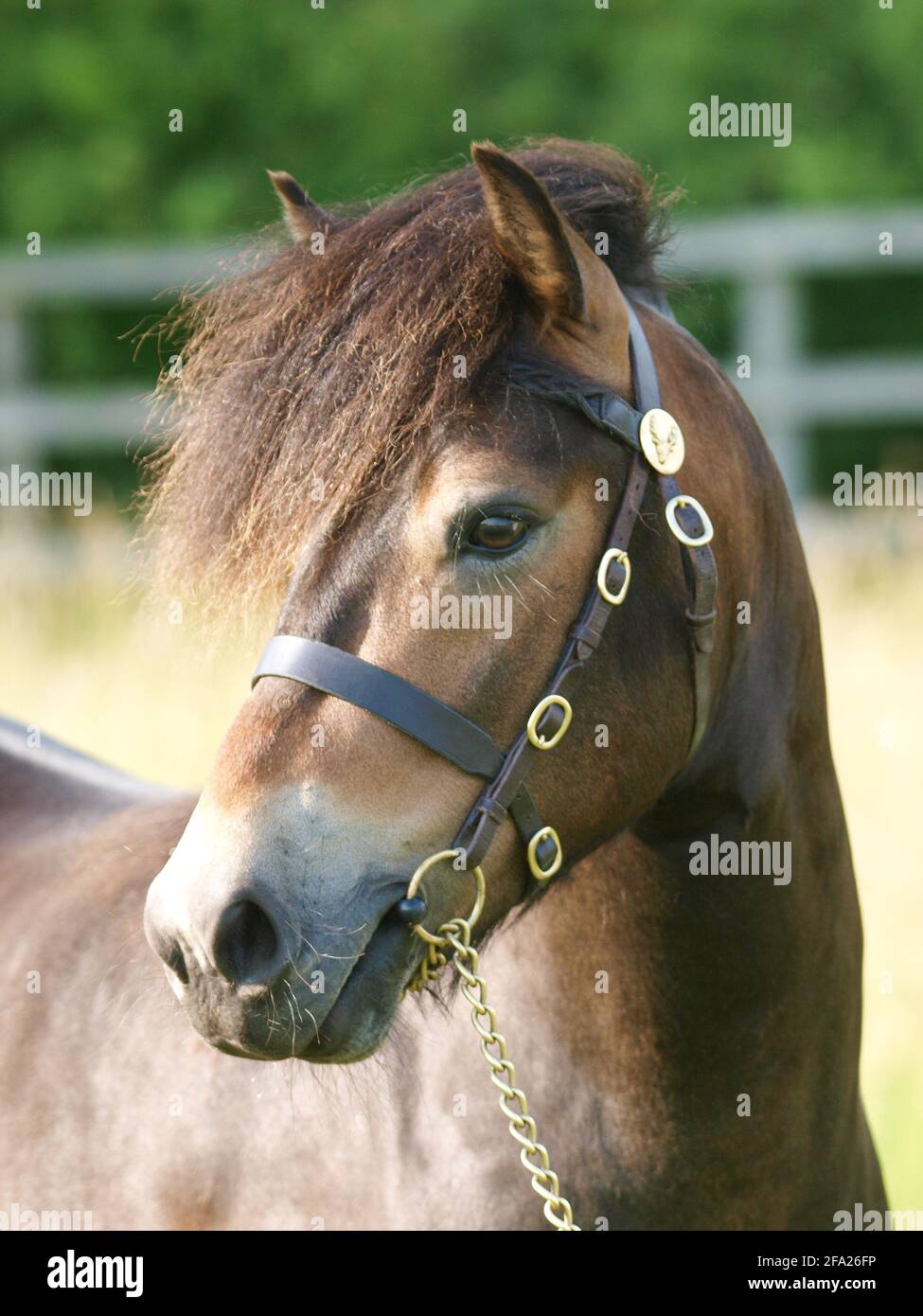 Stallion bridle hi-res stock photography and images - Alamy