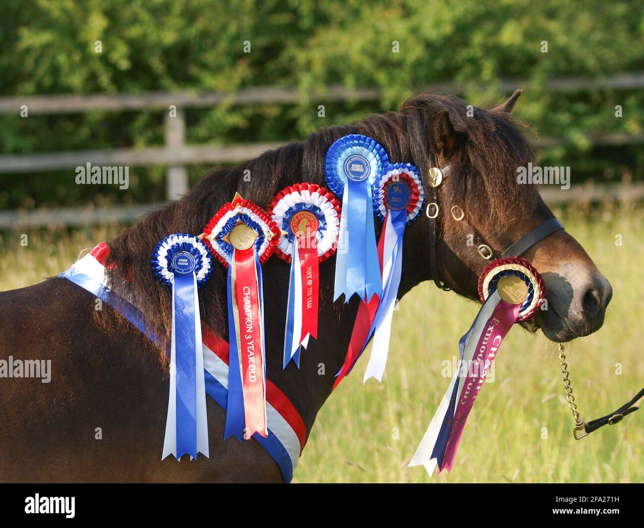 Horse Riding Rosette High Resolution Stock Photography and Images - Alamy