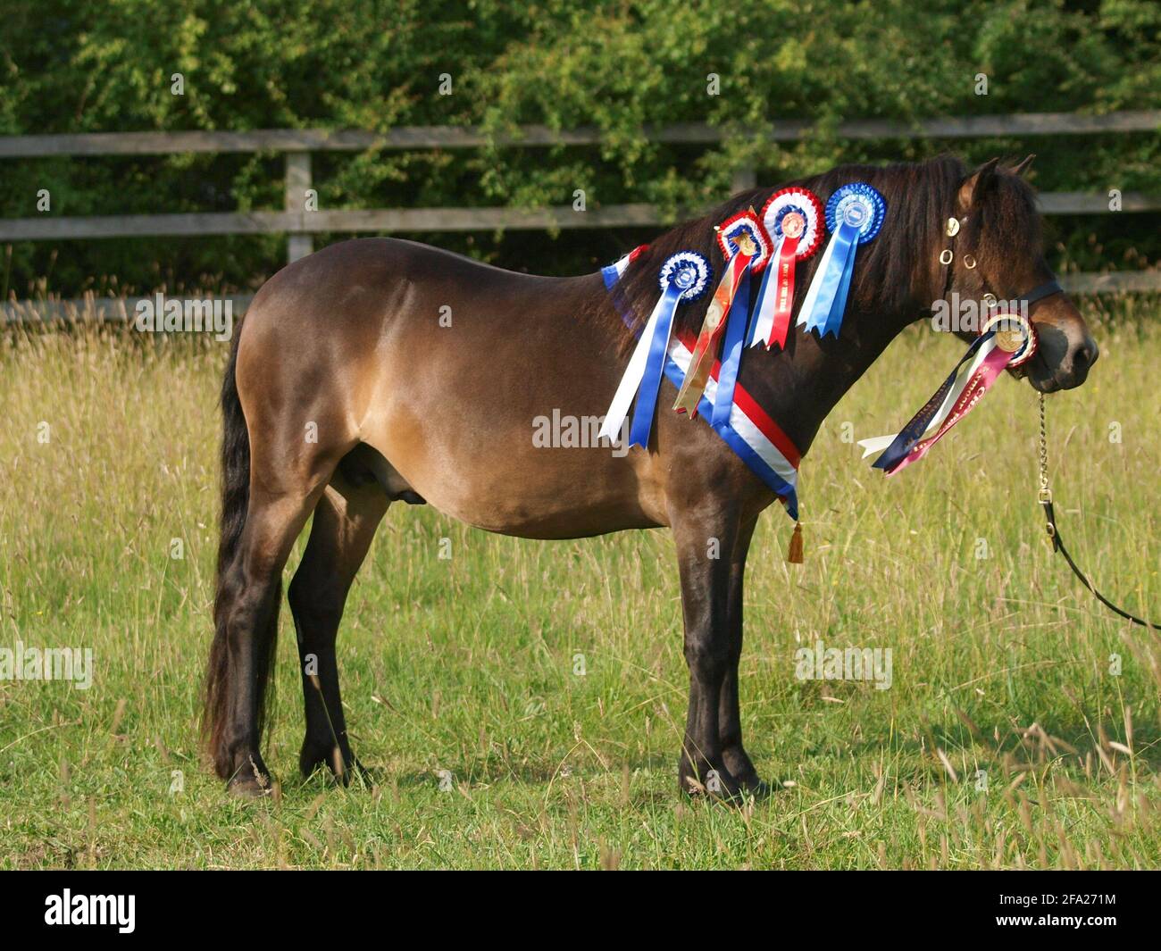 Horse champion rosette hi-res stock photography and images - Alamy