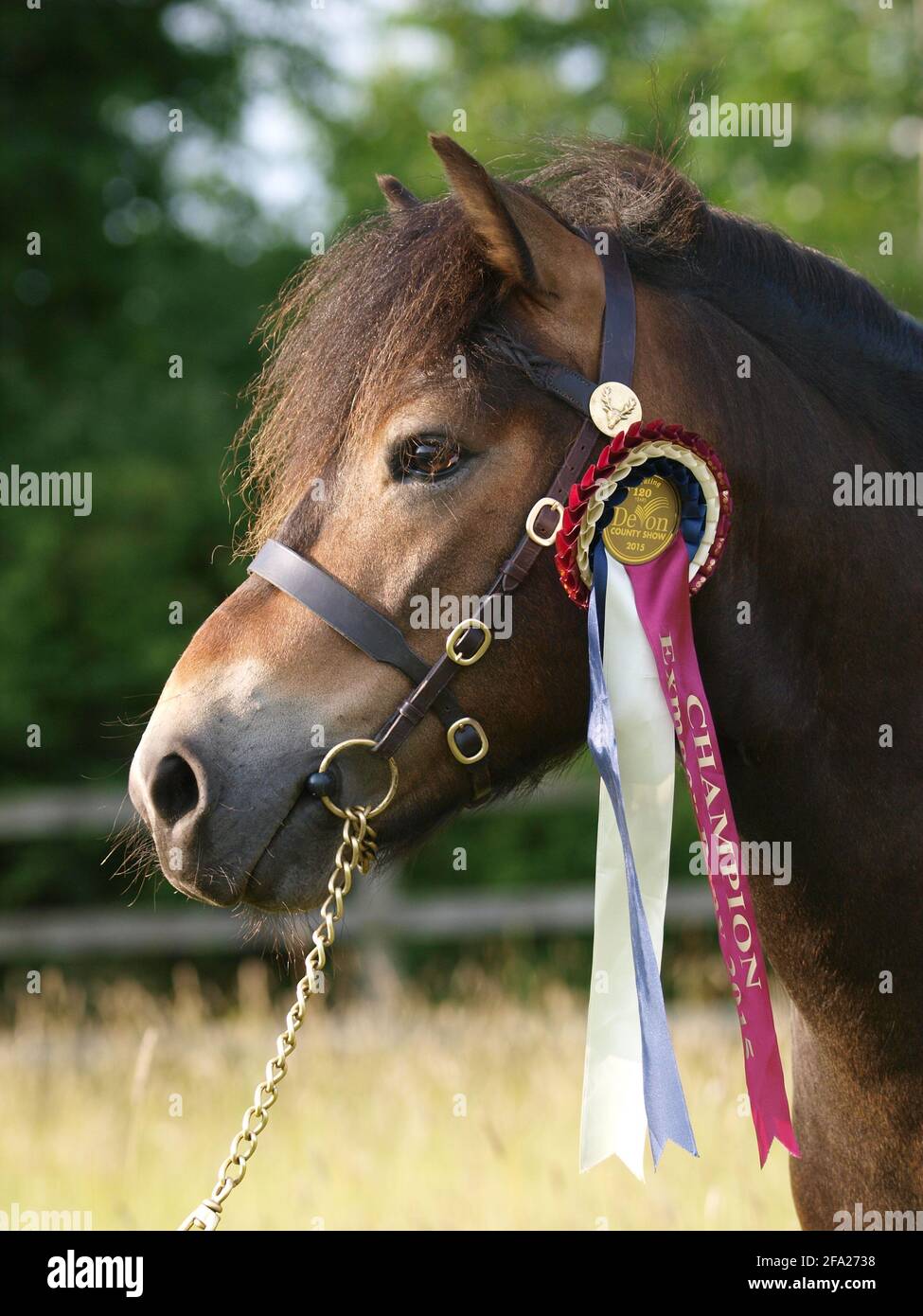 Horse riding rosette hi-res stock photography and images - Alamy