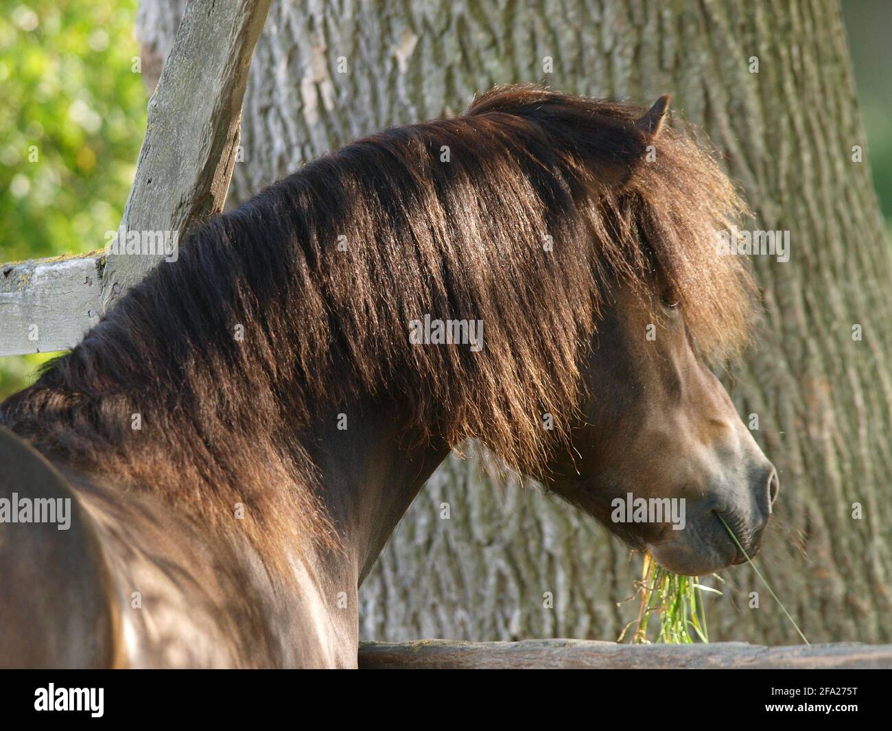 A headshot of an Exmoor pony gazing off into the distance Stock Photo ...