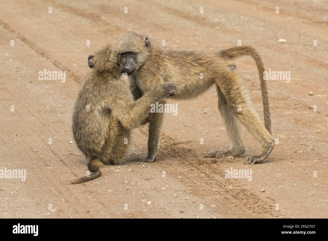 Two young Chacma Baboons hugging each other, super cute. Kruger ...