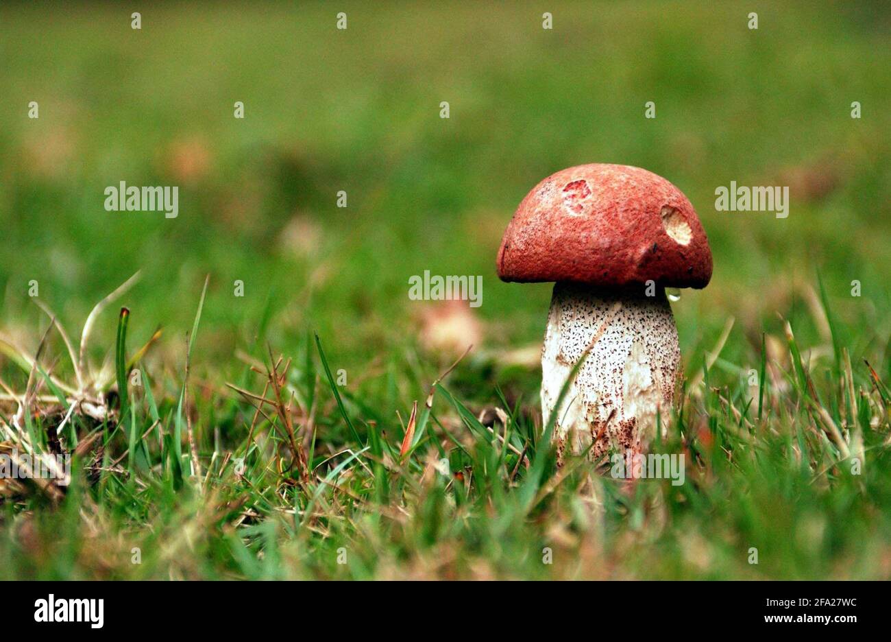 A CEP FINGI IN THE NEW FOREST. 14/10/05 TOM PILSTON Stock Photo - Alamy