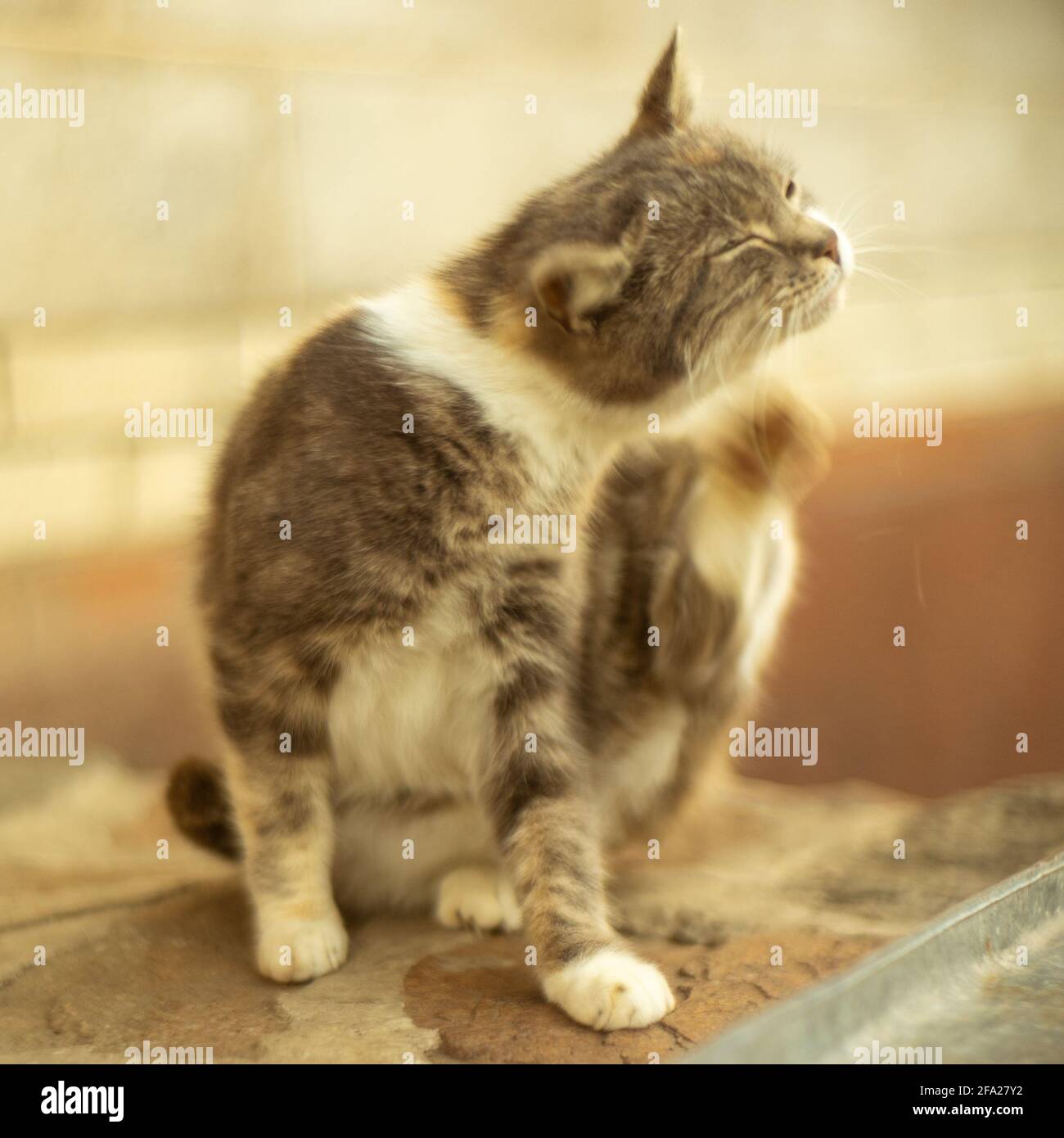 Cat paw scratching flea behind the ear. Fleas and ticks in pets Stock ...