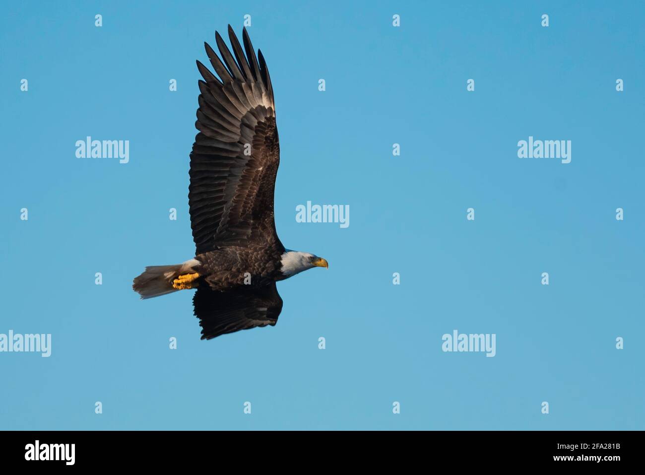Soaring Bald Eagle hunting for prey with blue sky Stock Photo - Alamy