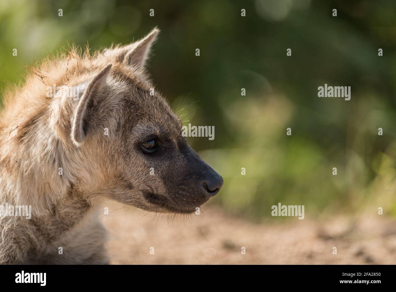 Closeup of a little Spotted Hyena cub's face from the side, looking and ...