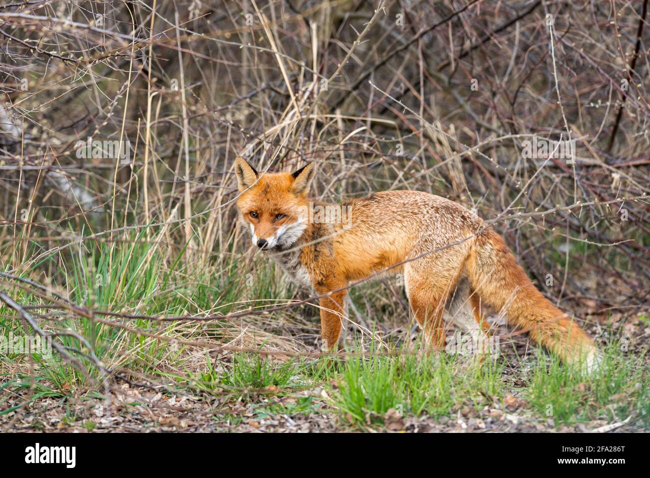 Fox standing hi-res stock photography and images - Alamy