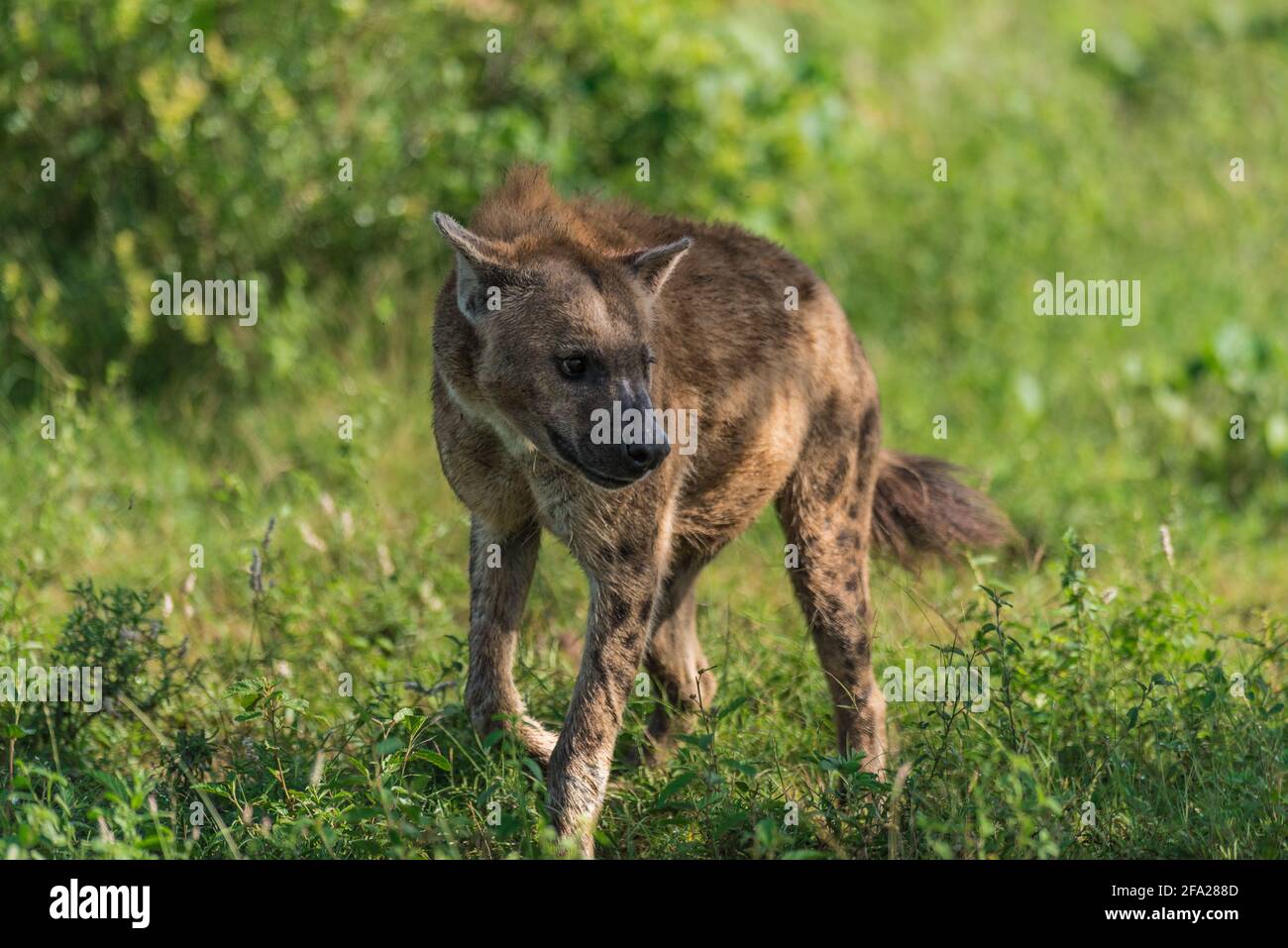 Full body of an adult Spotted Hyena standing in the green African bush ...