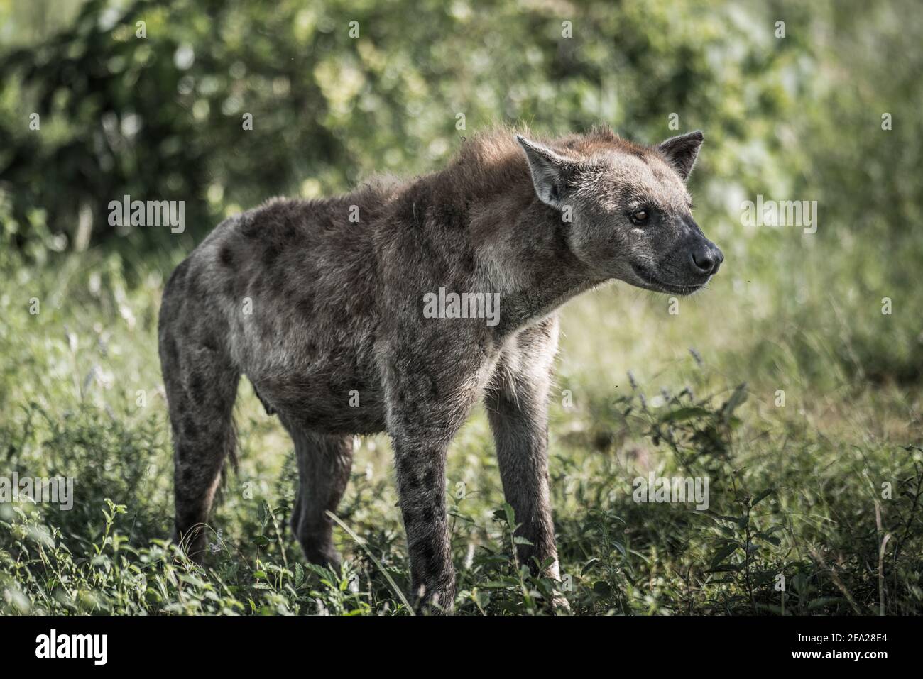 Full body hyena hi-res stock photography and images - Alamy