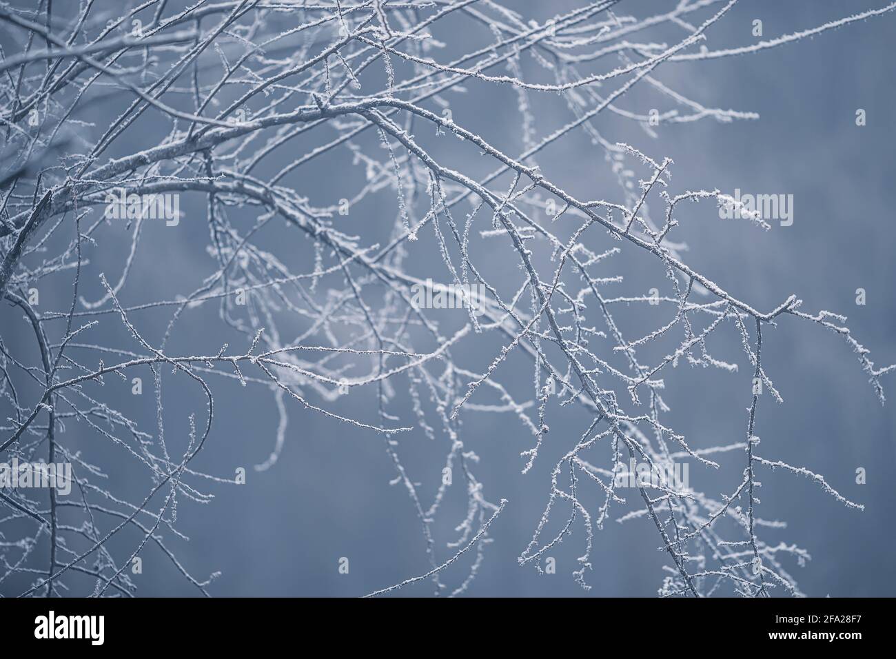 Close up frozen tree sunlight hi-res stock photography and images - Alamy
