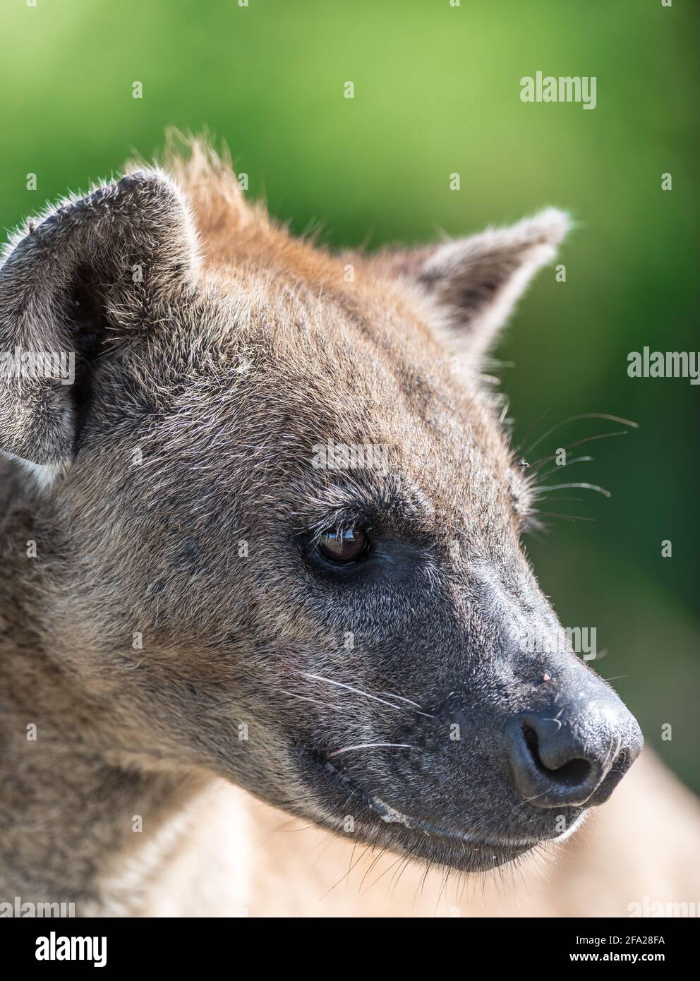 Title A closeup of an adult Spotted Hyena's head in the beautiful ...