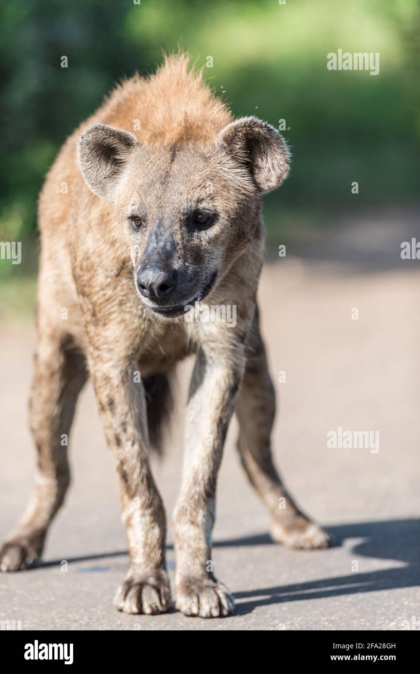 Full body of an adult Spotted Hyena standing in the tar road in Kruger ...