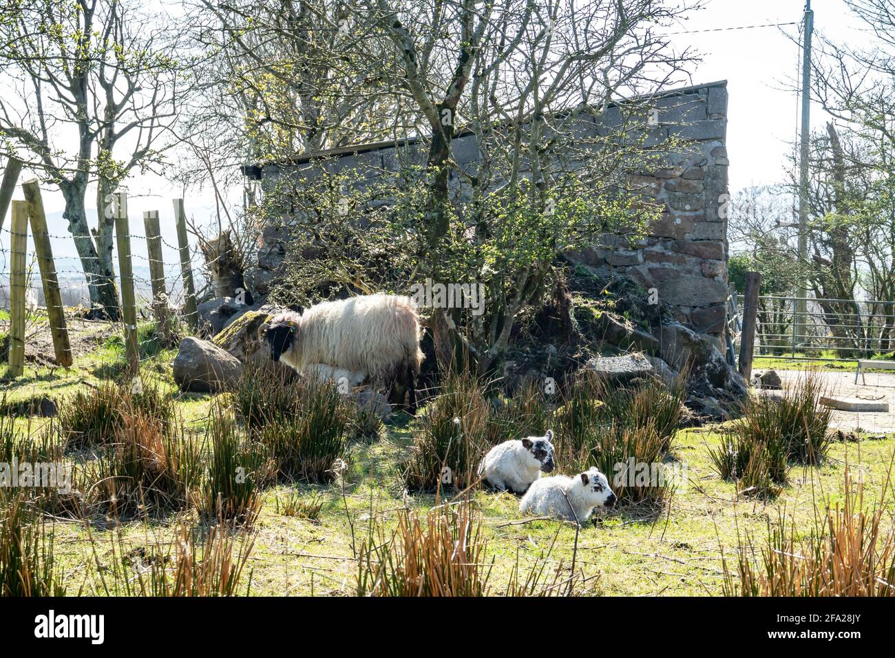 Irish mountain ram sheep hi-res stock photography and images - Alamy