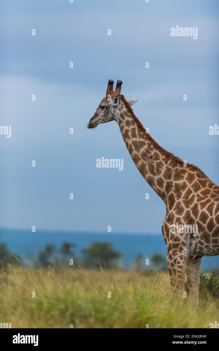 Beautiful giraffe walking in a field of green grass with dark storm ...