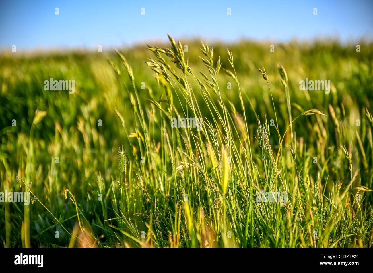 Brome grass hi-res stock photography and images - Alamy